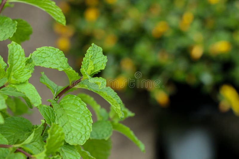 Kitchen Mint in Farm at Thailand Stock Image - Image of green ...