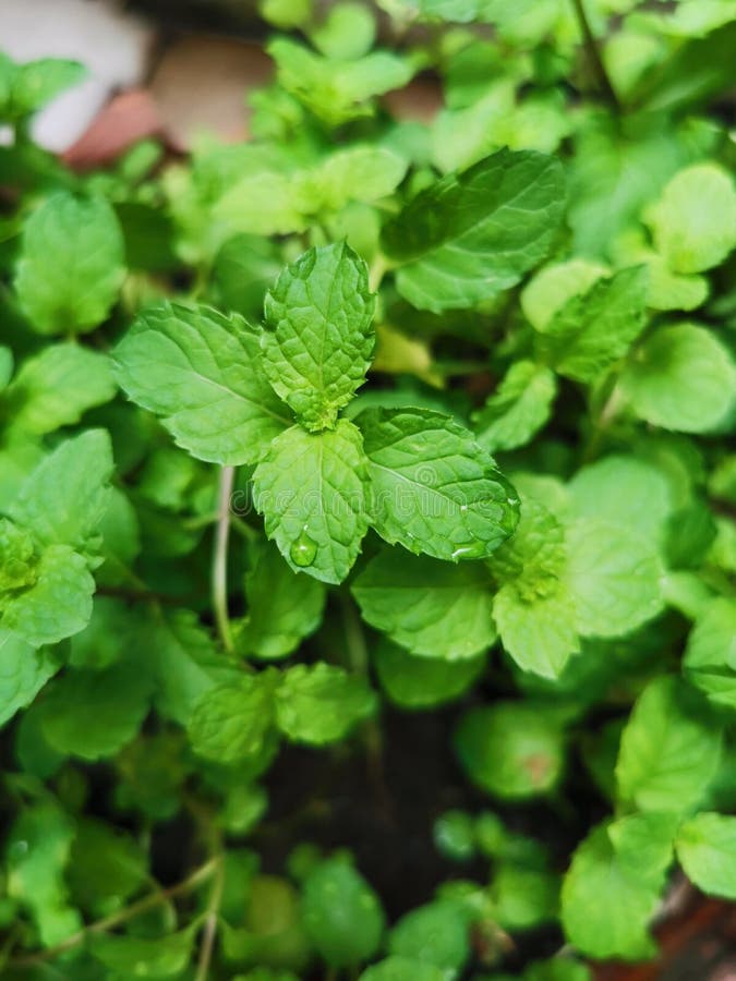 Kitchen Mint, Herb and Vegetable with Aroma Stock Image - Image of ...