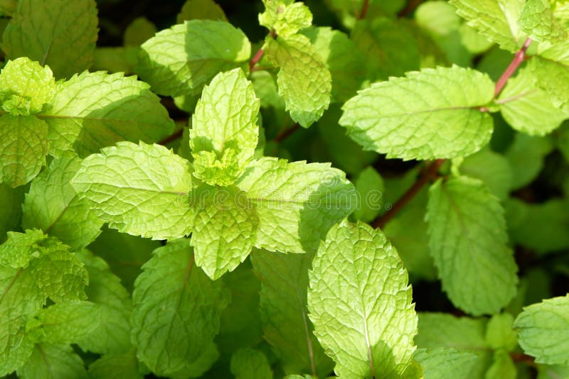 Kitchen Mint or Marsh Mint Herb Plant. Stock Photo - Image of herb ...
