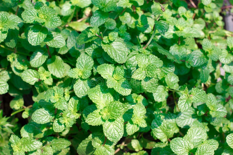 Kitchen Mint, Marsh Mint in Vegetable Garden Stock Image - Image of ...