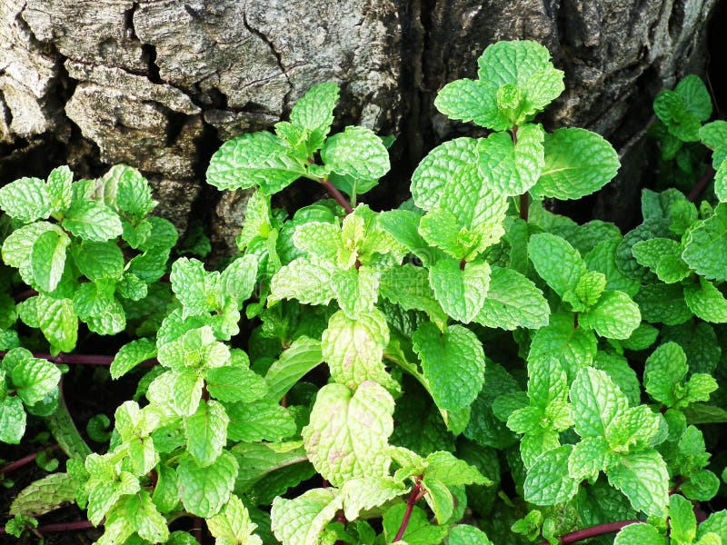 Kitchen Mint stock photo. Image of lawn, garden, green - 39006056