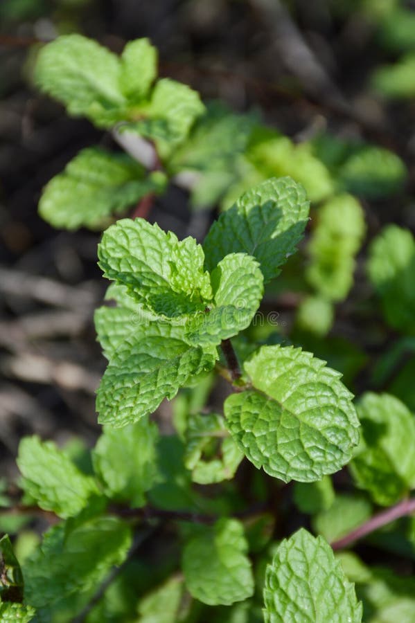 Kitchen Mint Plants in Nature Garden Stock Image - Image of leaves ...