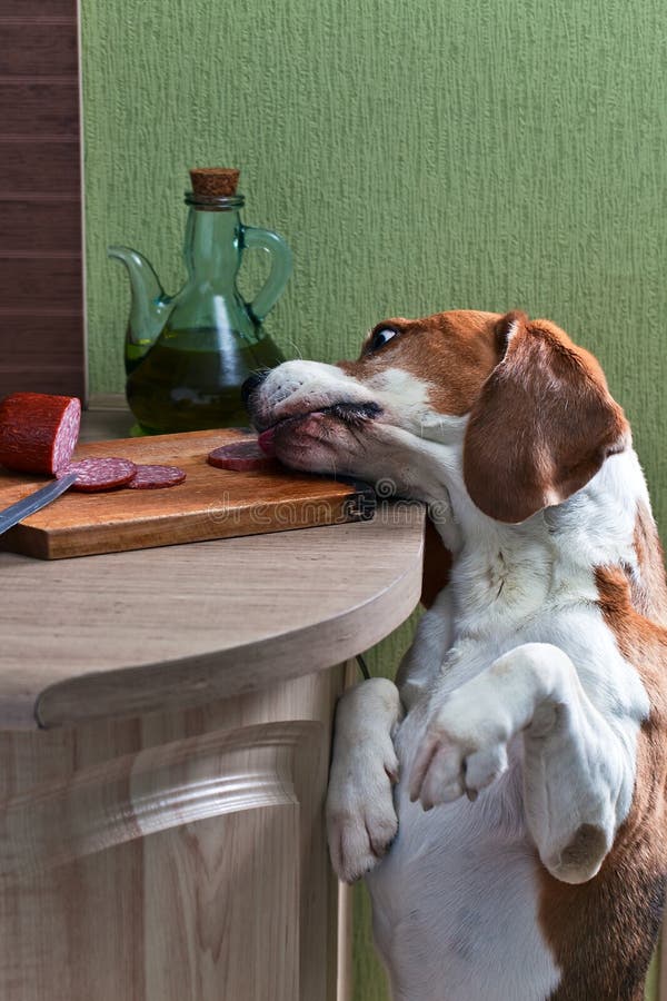 Kitchen pilferer stock image. Image of hound, humor, mouth - 55892401