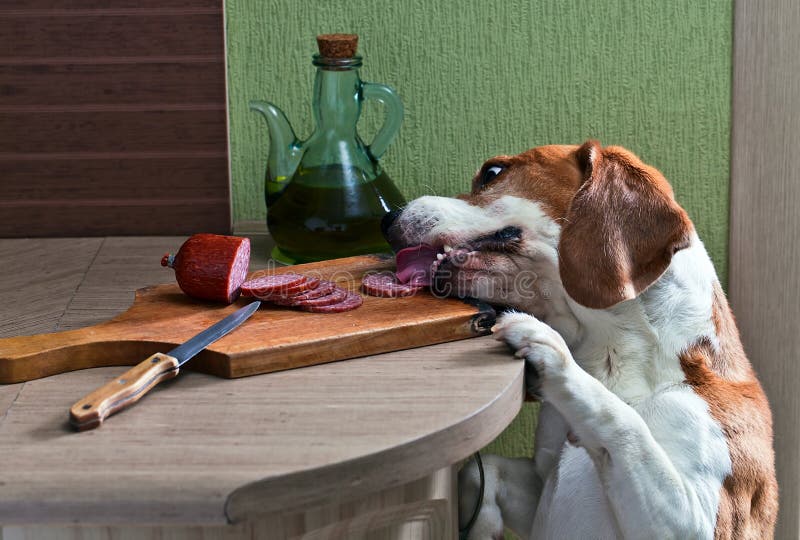Kitchen pilferer stock image. Image of indoor, cute, pilferer - 55892469