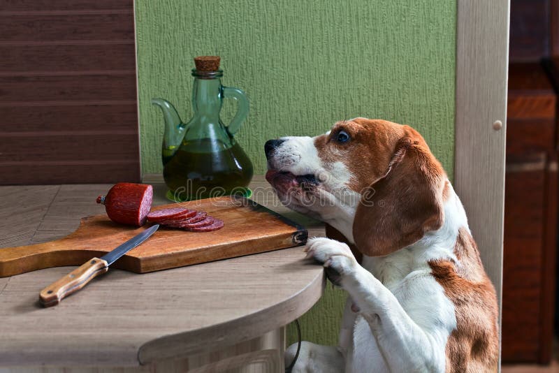 Kitchen pilferer stock photo. Image of wood, beagle, retriever - 56898150