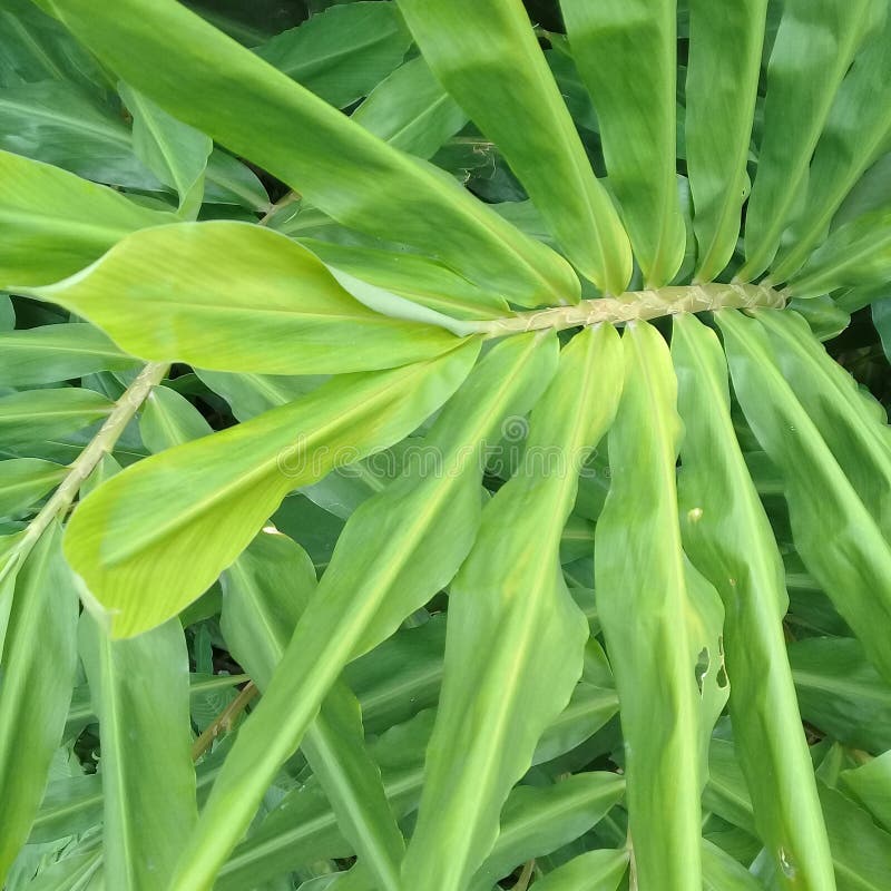 Kitchen spice leaves stock photo. Image of leaves, food - 267814940