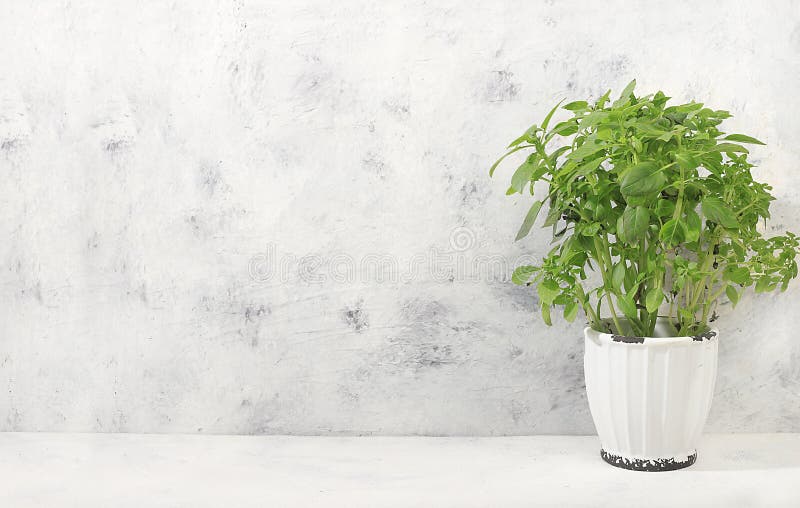 Kitchen Table with Potted Basil.Simple Home Kitchen Interior, Mockup ...