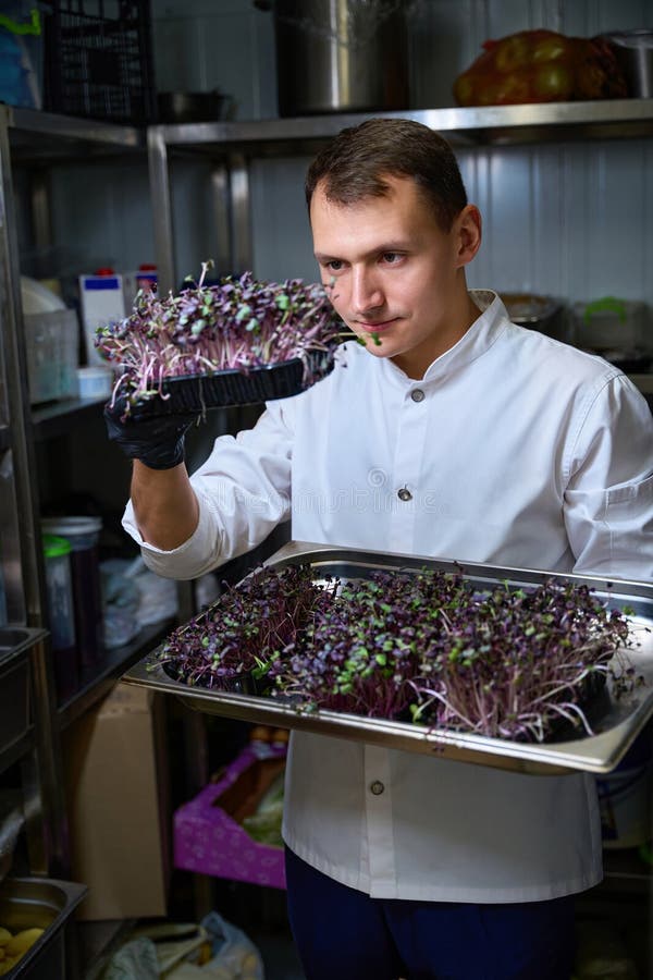 Kitchen Worker Brought Tray of Microgreens into the Restaurant ...