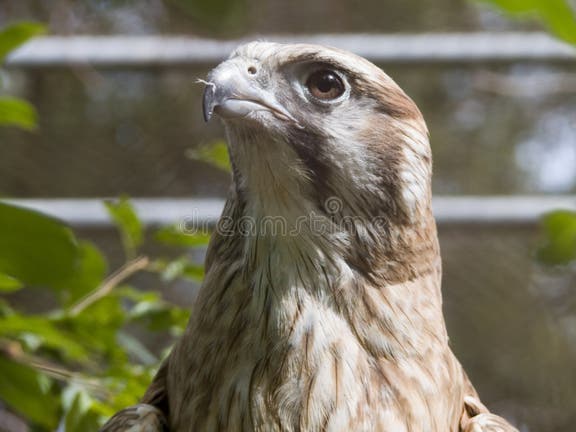 Kite stock image. Image of waiting, fast, kite, majestic - 22743219