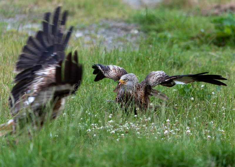 Kite Bird Fighting in Grassland Stock Image - Image of ornithology ...
