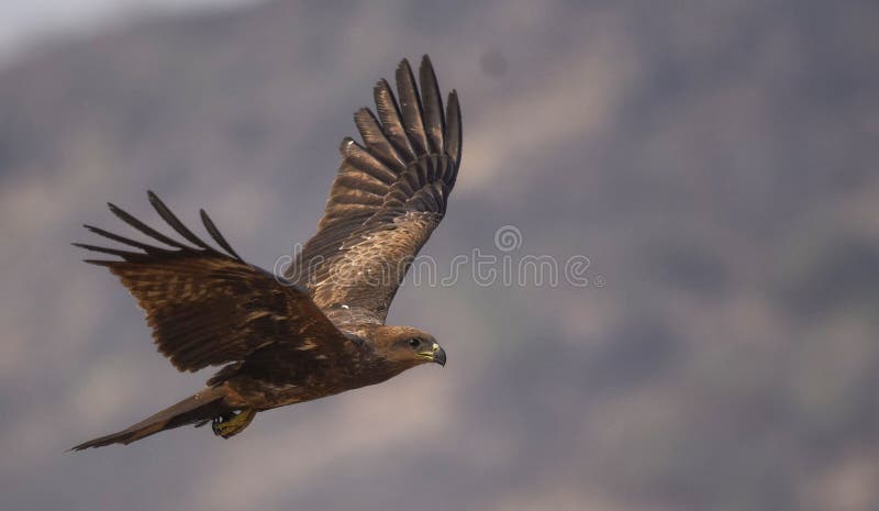 Kite Bird stock image. Image of flight, feathers, eyes - 103167917
