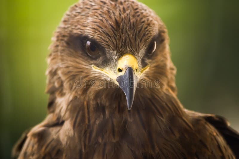Kite - Eagle stock photo. Image of organism, beak, bokeh - 35535400