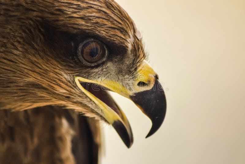 Kite - Eagle stock image. Image of feather, bird, beak - 35540057