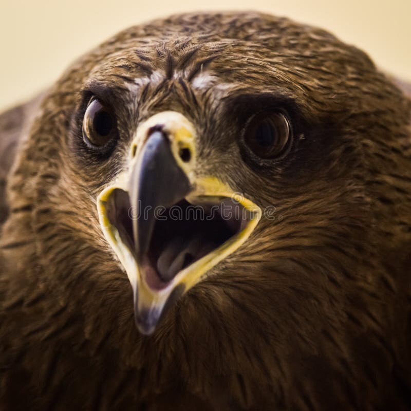 Kite - Eagle stock image. Image of head, bird, kite, macro - 35540285