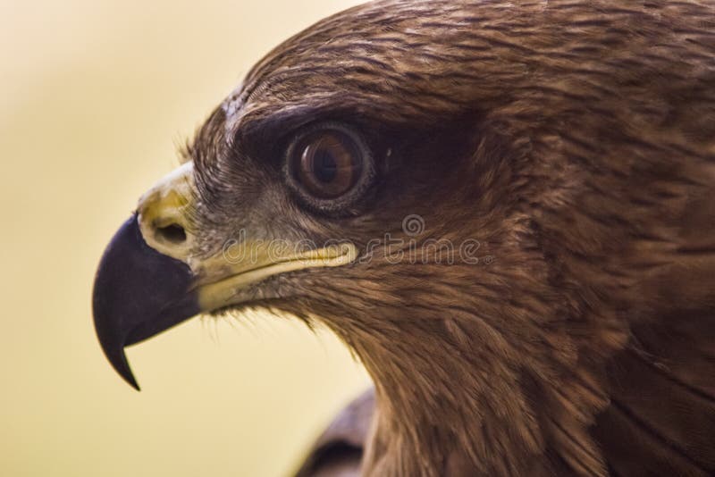 Kite - Eagle stock photo. Image of kite, bird, fauna - 35540952