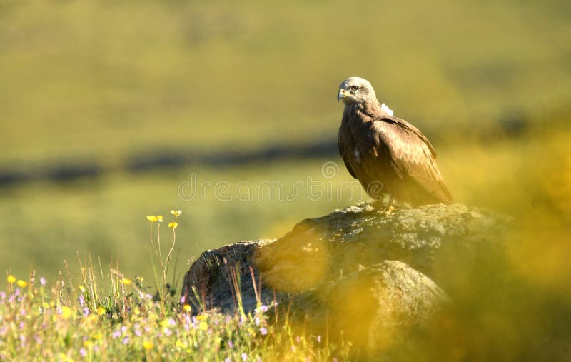 Kite in the Field in Spring Stock Image - Image of lagoon, pigs: 247576941