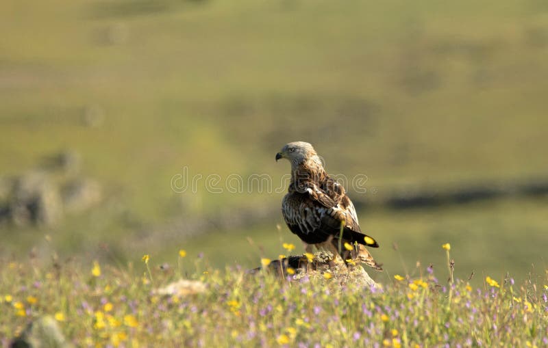 Kite in the Field in Spring Stock Image - Image of boars, hunting ...