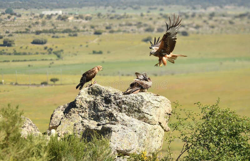 Kite in the Field in Spring Stock Image - Image of lagoon, boar: 247577051