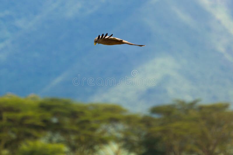 Kite in Flight stock image. Image of eyes, predator, kite - 25753295