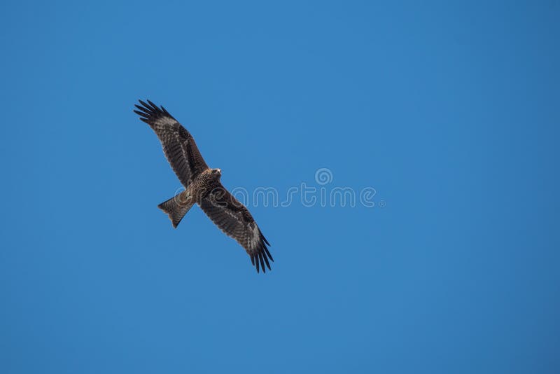 Kite flying stock photo. Image of wildlife, flying, soar - 100224532