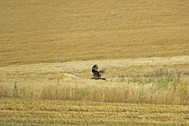 A kite stock image. Image of flying, tolve, farm, royal - 130263073