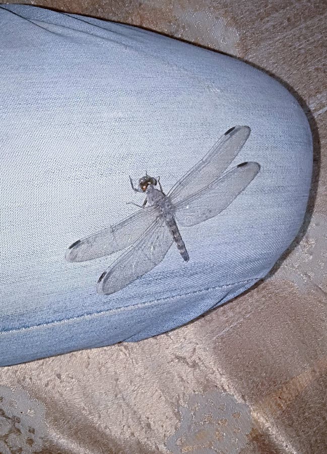 Kite the insect stock image. Image of flying, kite, night - 133021139