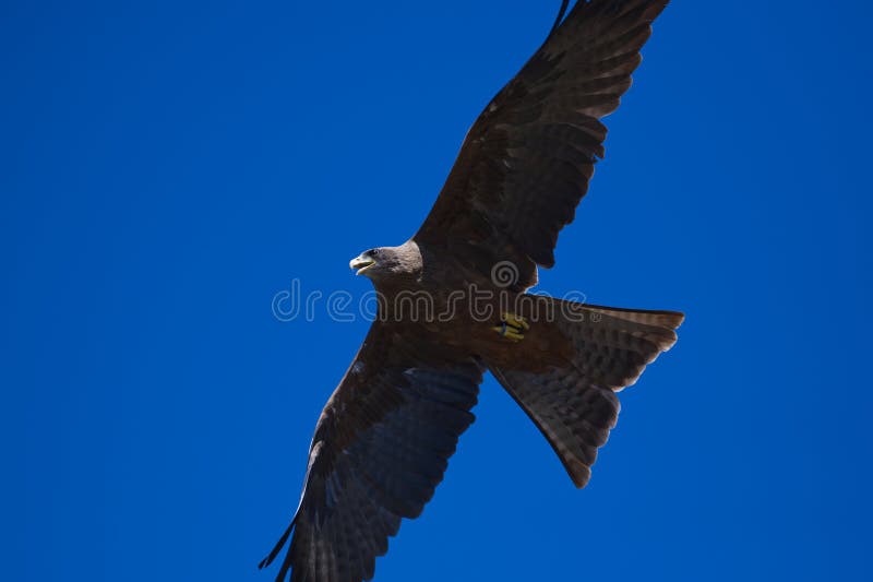Red Kite raptor flying stock photo. Image of milvinae - 57658020