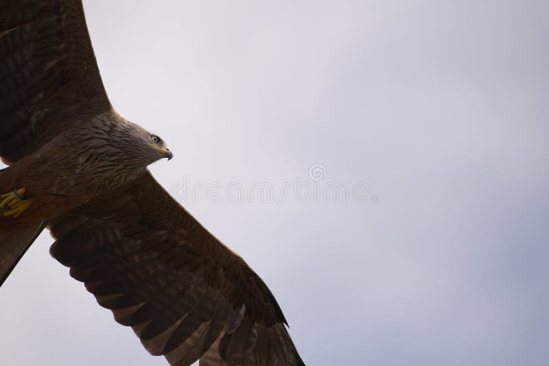 Red Kite raptor flying stock photo. Image of milvinae - 57658020