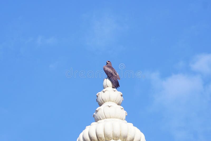 A Kite Sitting on the Top of Dome. Stock Photo - Image of sitting ...