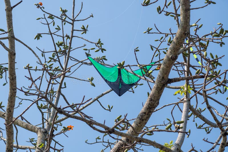 Kite Stuck on the Branch of a Tree Stock Photo - Image of asian, nature ...