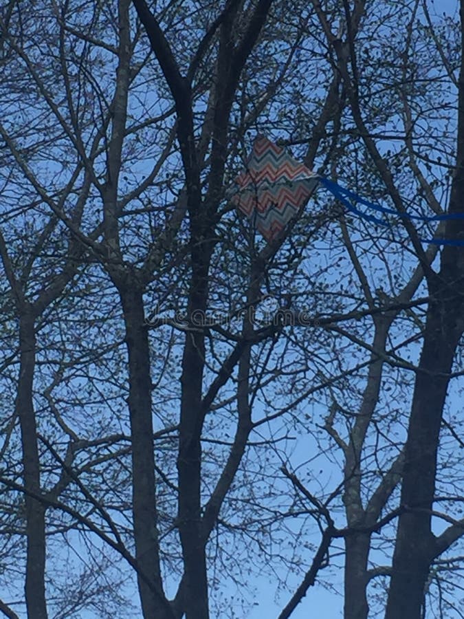 Kite stuck in tree stock photo. Image of cold, stuck - 171092520