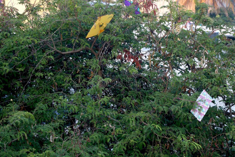 Kite on Stuck on Tree during Kite Flying Day Stock Photo - Image of ...