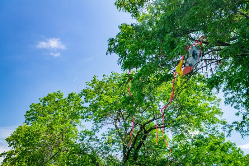 Kite in a tree stock photo. Image of season, tangled - 94643694