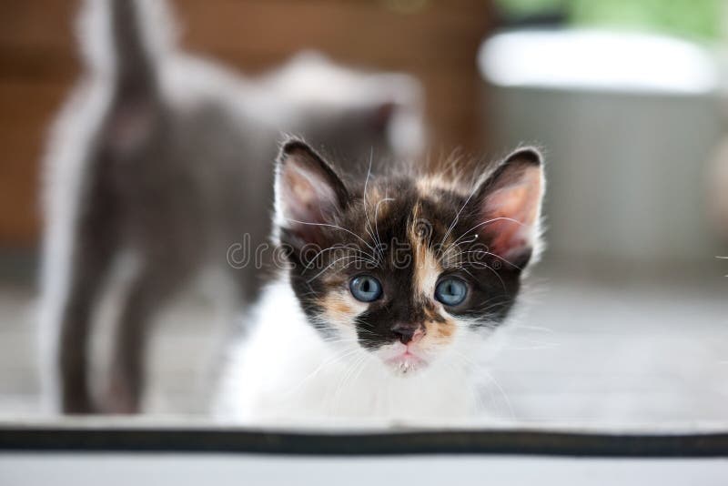 Kiten stock photo. Image of whisker, animal, kitten, downy - 12167188