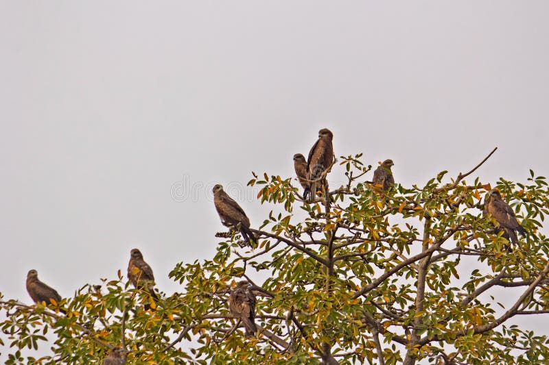 Kites on a tree stock image. Image of pray, bird, pariah - 38614929