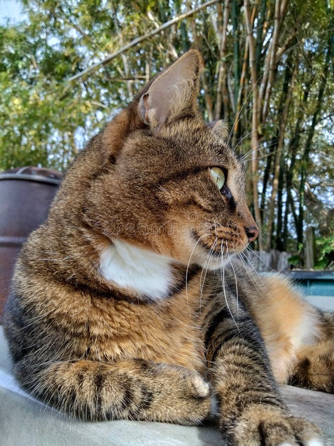 Kitkat kitty posa foto de archivo. Imagen de gatito - 237251786