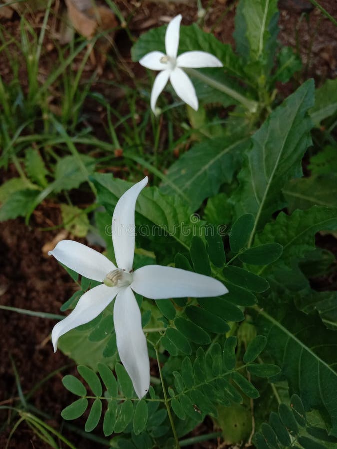 Kitolod Flower stock photo. Image of gogreen, earth - 262476400