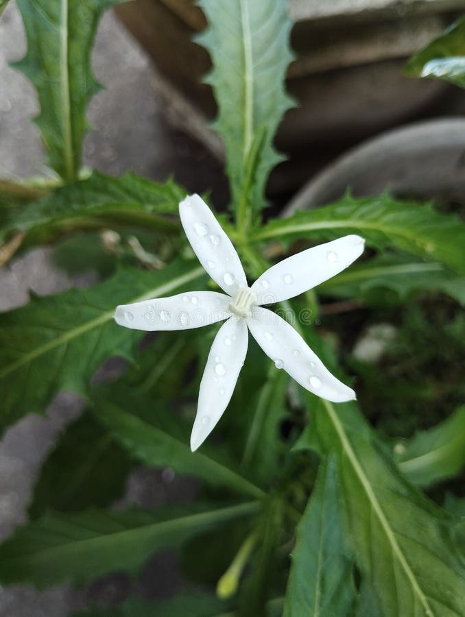 Kitolod Flowers are Blooming in a Pot Stock Photo - Image of asia ...