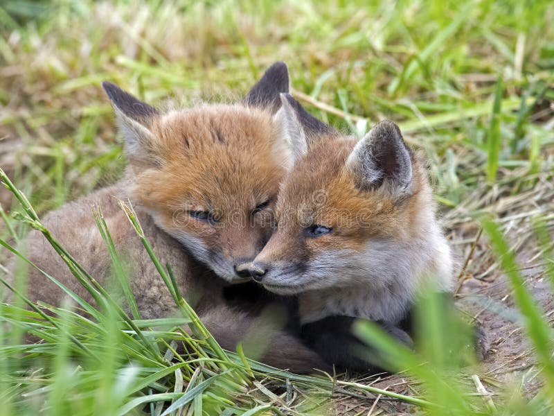 Jeunets de renard roux image stock. Image du mère, verticale - 71025261