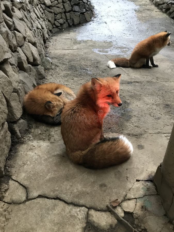 Japanese red fox. stock photo. Image of kitsune, attractive - 106715922