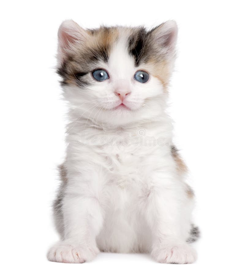 Kitten (1 month old) stock image. Image of staring, sitting - 9892187