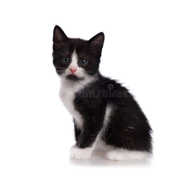 Cute kitten stock image. Image of seated, isolated, tabby - 3335443