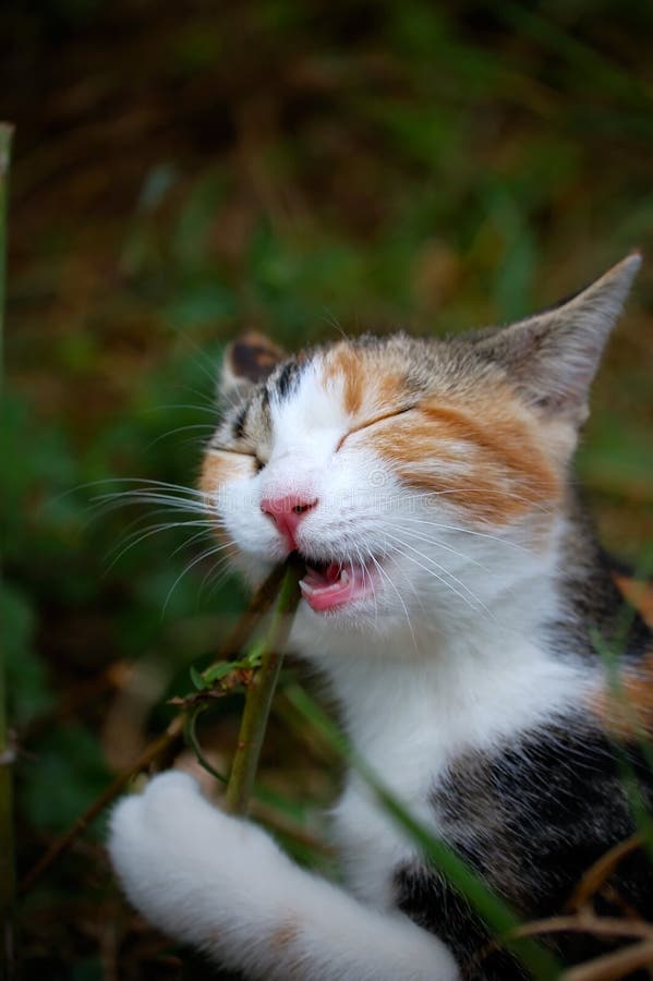 Kitten stock image. Image of small, tabby, pets, feline - 11102533