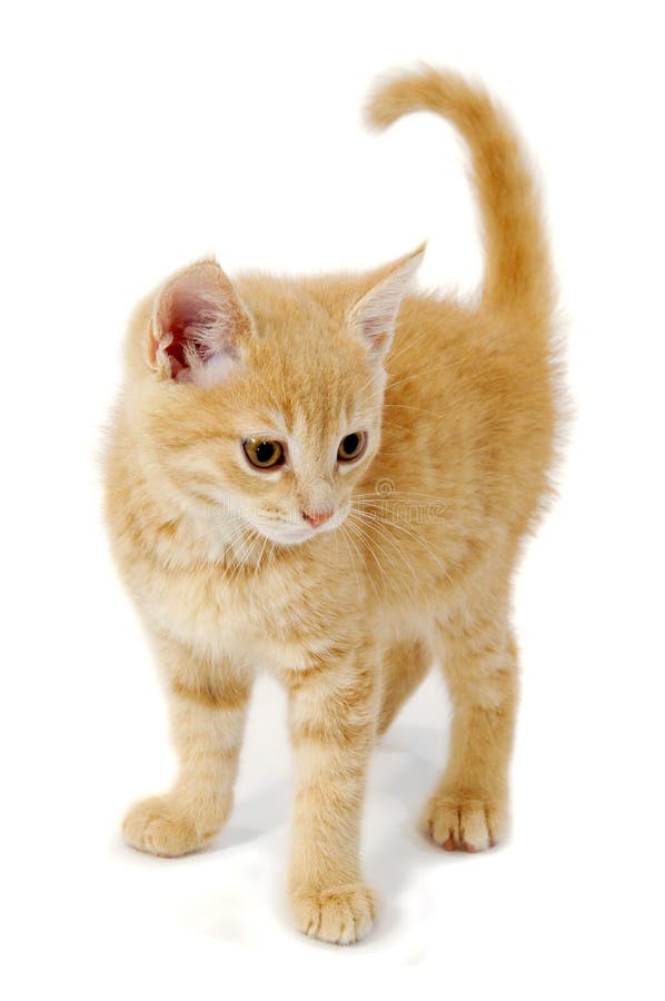 Standing kitten stock photo. Image of climbing, kitty - 13923412