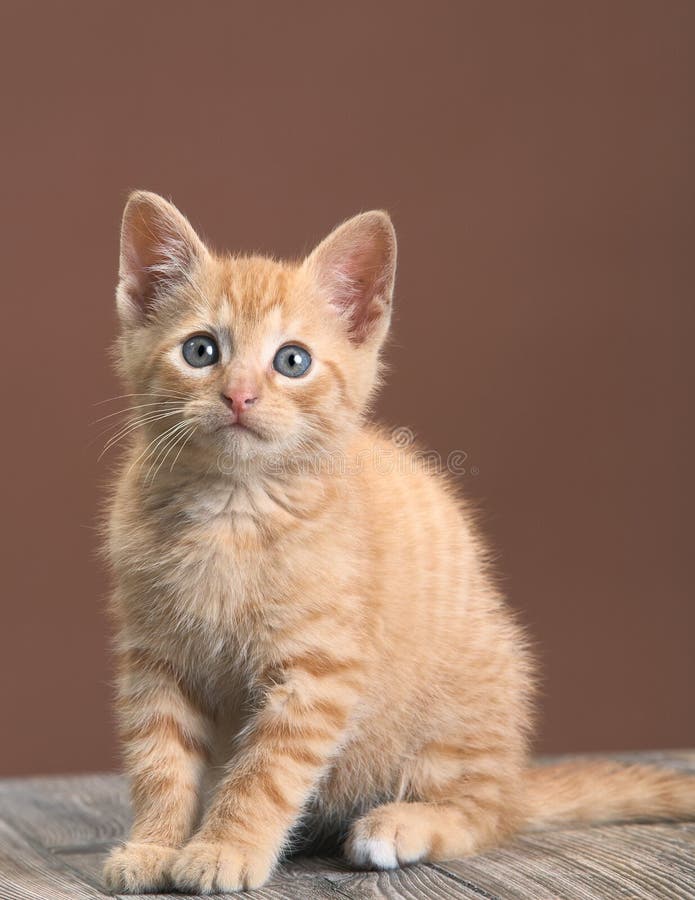 Little kitten stock photo. Image of kitty, baby, yellow - 19386248