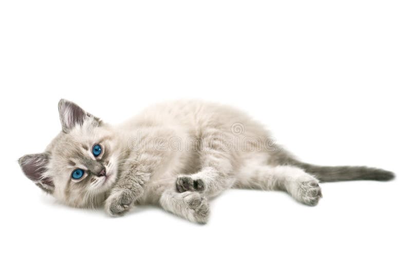 Falling kitten stock photo. Image of animals, pawed, effortless - 23535908