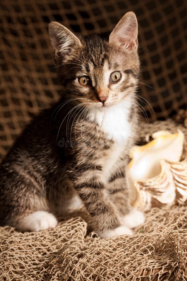 Pet kitten stock image. Image of kitty, kitten, vets - 19952007