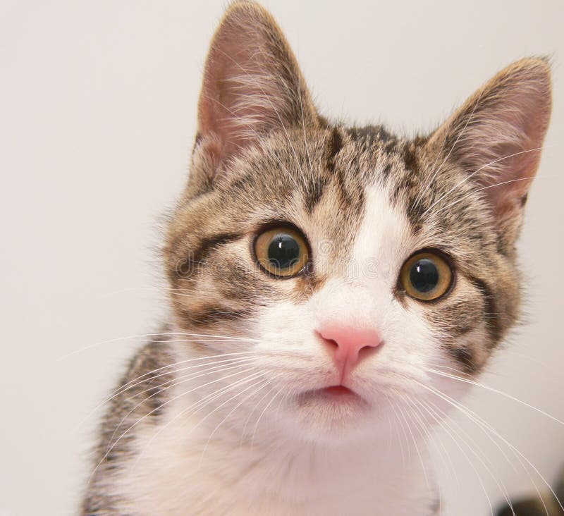 Yellow Cat stock photo. Image of pets, nose, relaxation - 47428054