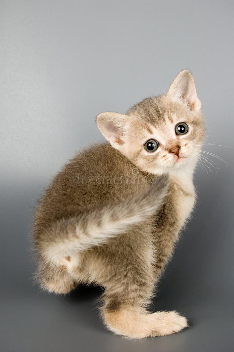 2,077 Kitten Poses Stock Photos - Free & Royalty-Free Stock Photos from ...