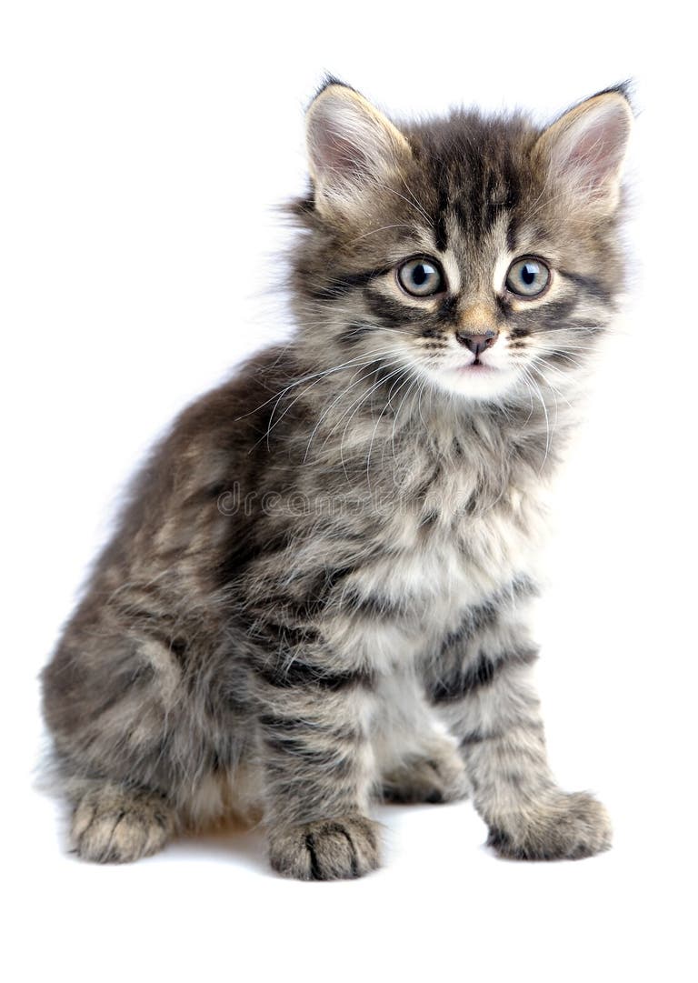 5 Month Old Cat Still Kitten Stock Photos - Free & Royalty-Free Stock ...